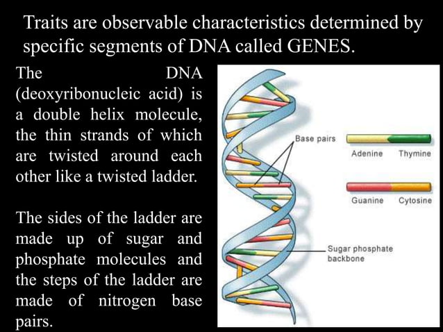 Heredity, inheritance, and variation | PPTX | Biological Sciences | Science