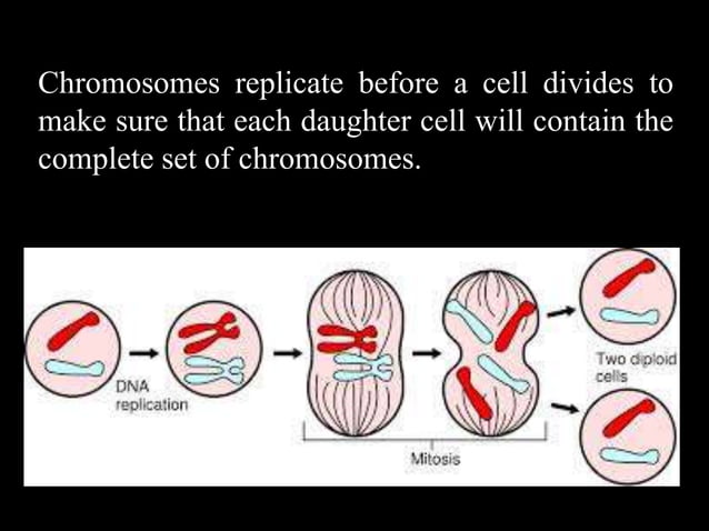 Heredity, inheritance, and variation | PPTX | Biological Sciences | Science