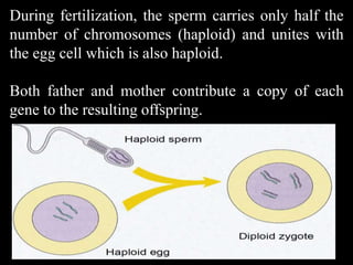 Heredity, inheritance, and variation | PPTX