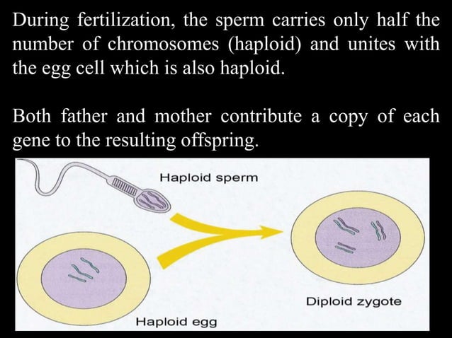 Heredity, inheritance, and variation | PPTX | Biological Sciences | Science
