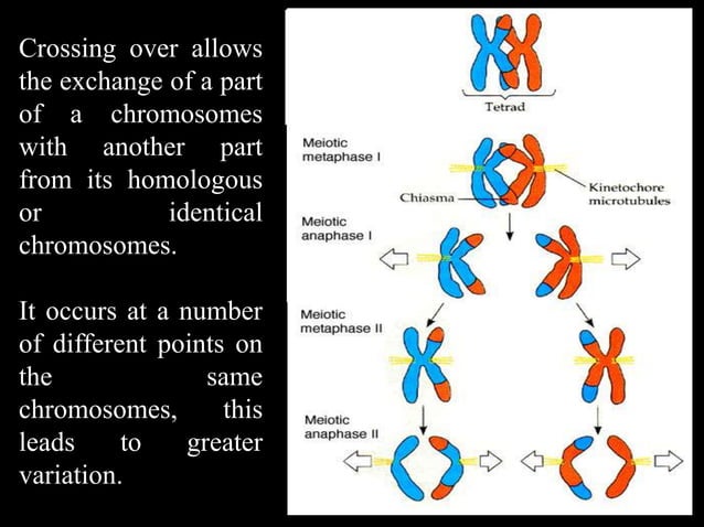 Heredity, inheritance, and variation | PPTX | Biological Sciences | Science