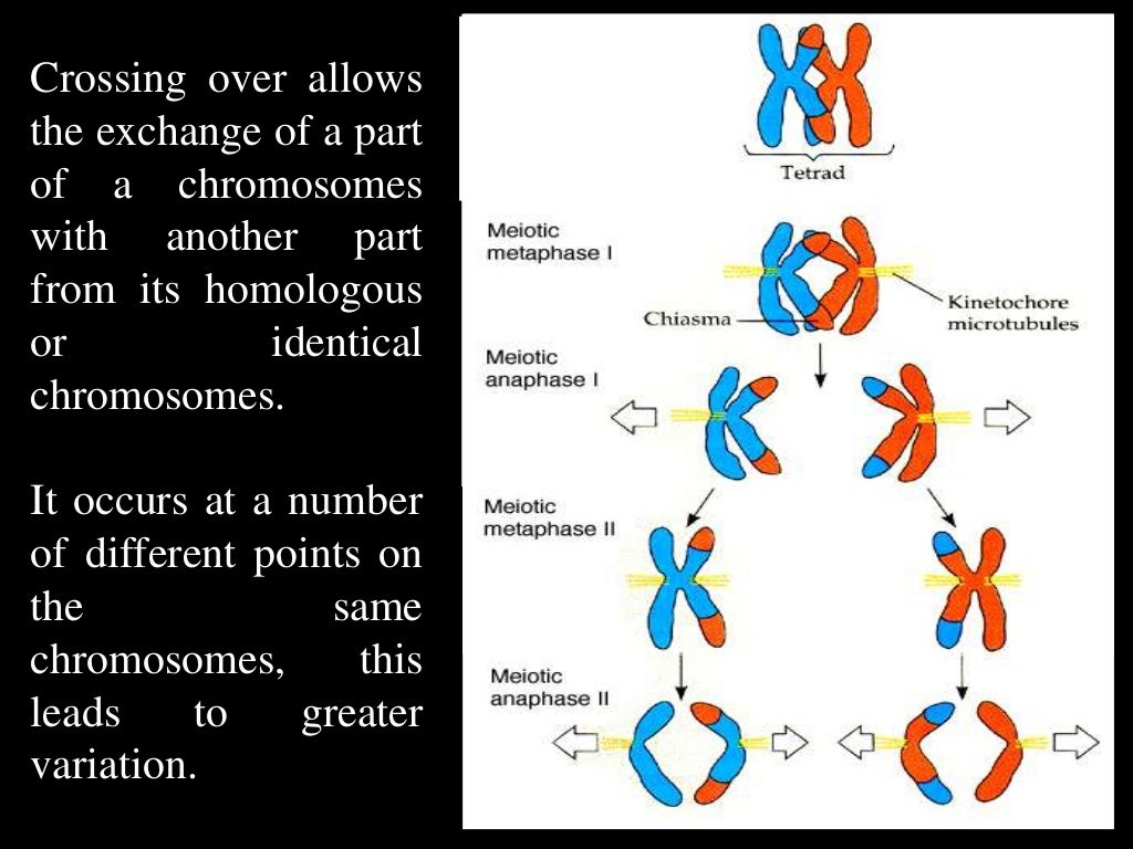 Heredity, inheritance, and variation