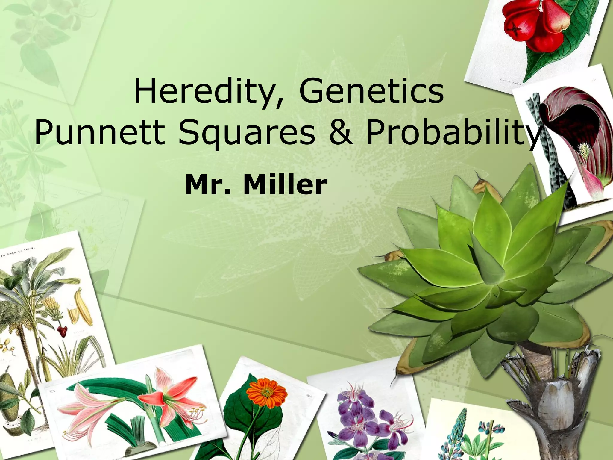 Heredity,Punnett Squares, & Probability Power Point Presentation | PPT