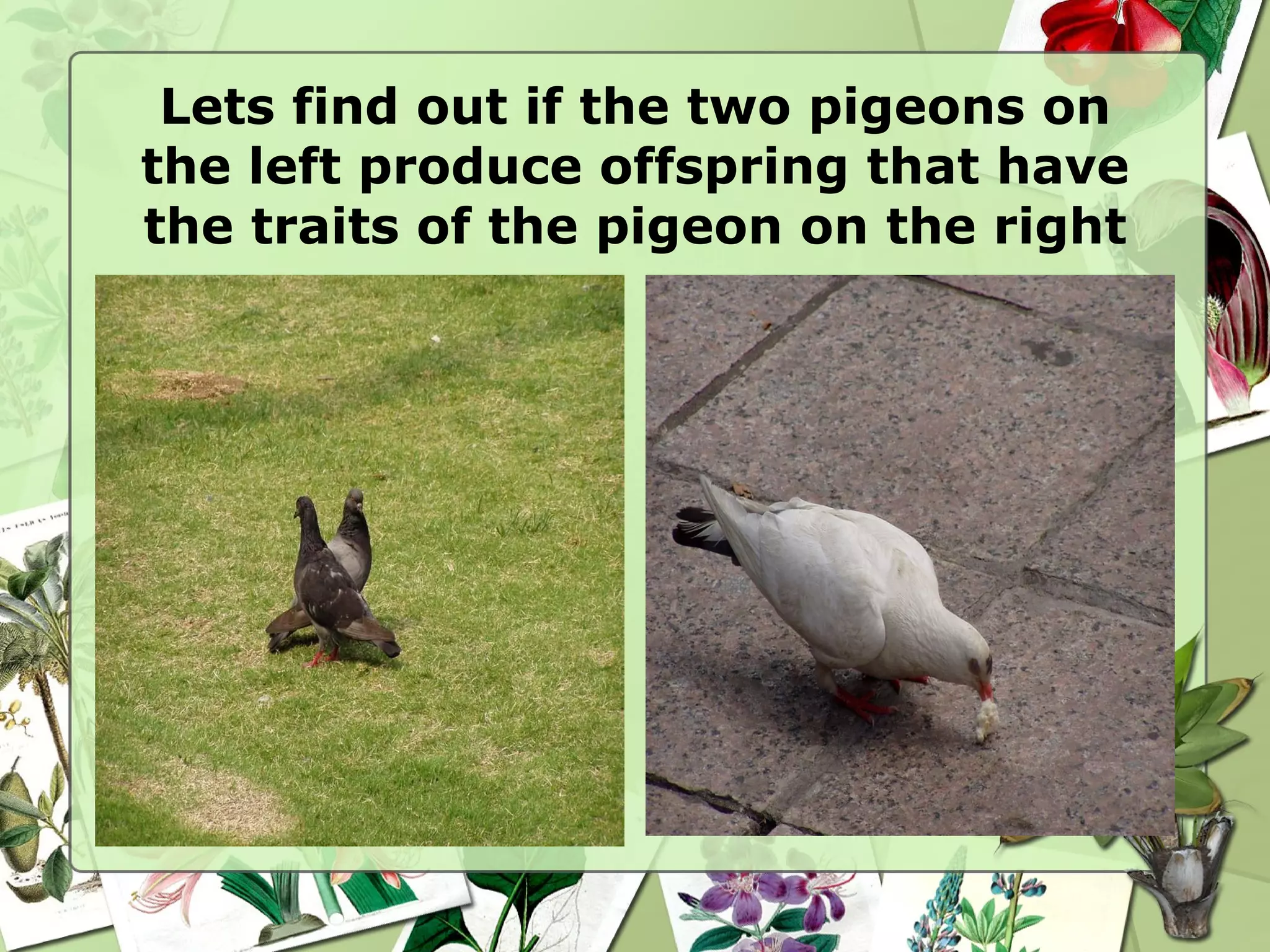 Heredity,Punnett Squares, & Probability Power Point Presentation | PPT