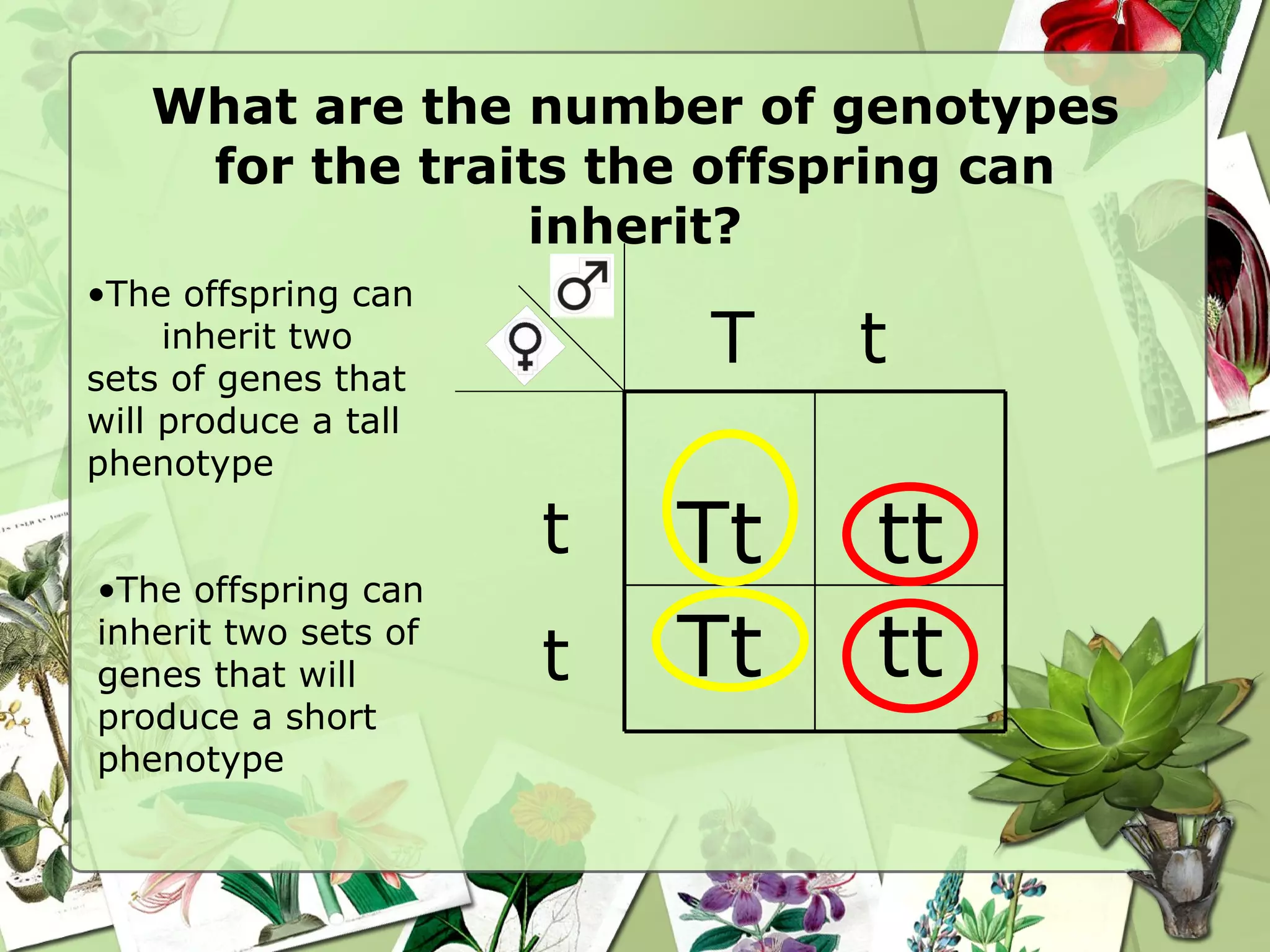 Heredity,Punnett Squares, & Probability Power Point Presentation | PPT