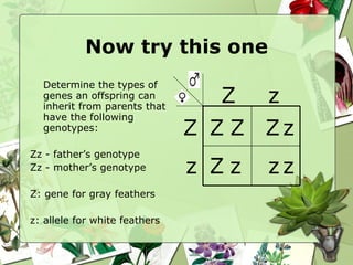 Heredity,Punnett Squares, & Probability Power Point Presentation | PPT