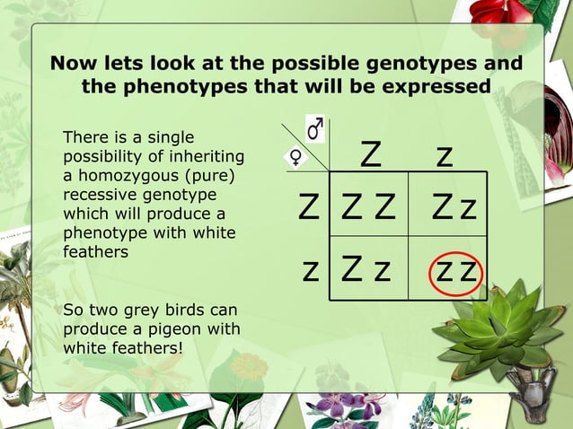 Heredity,Punnett Squares, & Probability Power Point Presentation | PPT