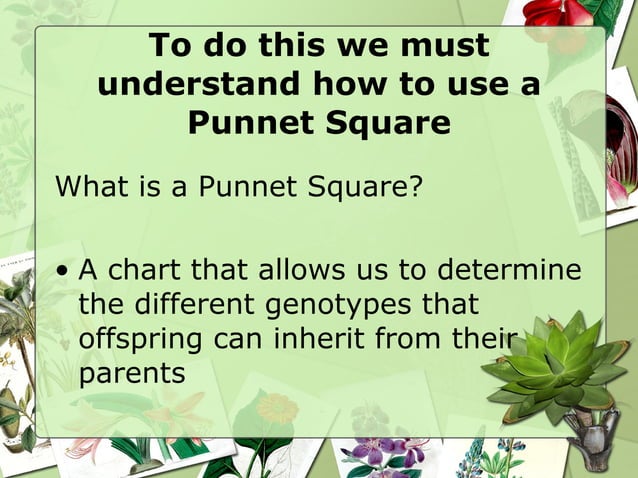 Heredity,Punnett Squares, & Probability Power Point Presentation | PPT