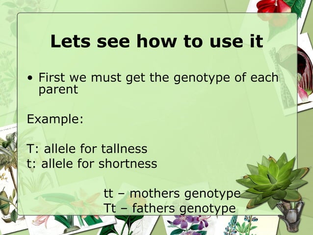 Heredity,Punnett Squares, & Probability Power Point Presentation | PPT