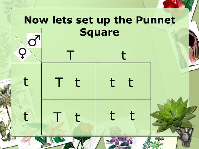 Heredity,Punnett Squares, & Probability Power Point Presentation | PPT