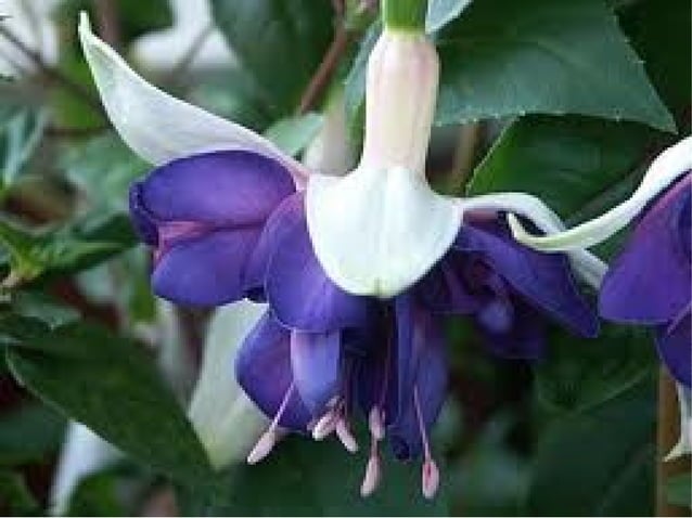 Hereglegdehuun zurag | ODP