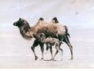 Hereglegdehuun zurag | ODP