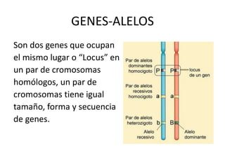Generalidades de Herencia y genetica | PPTX