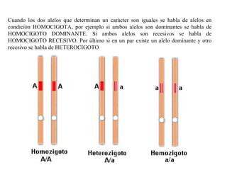 Alelos Dominantes Y Recesivos