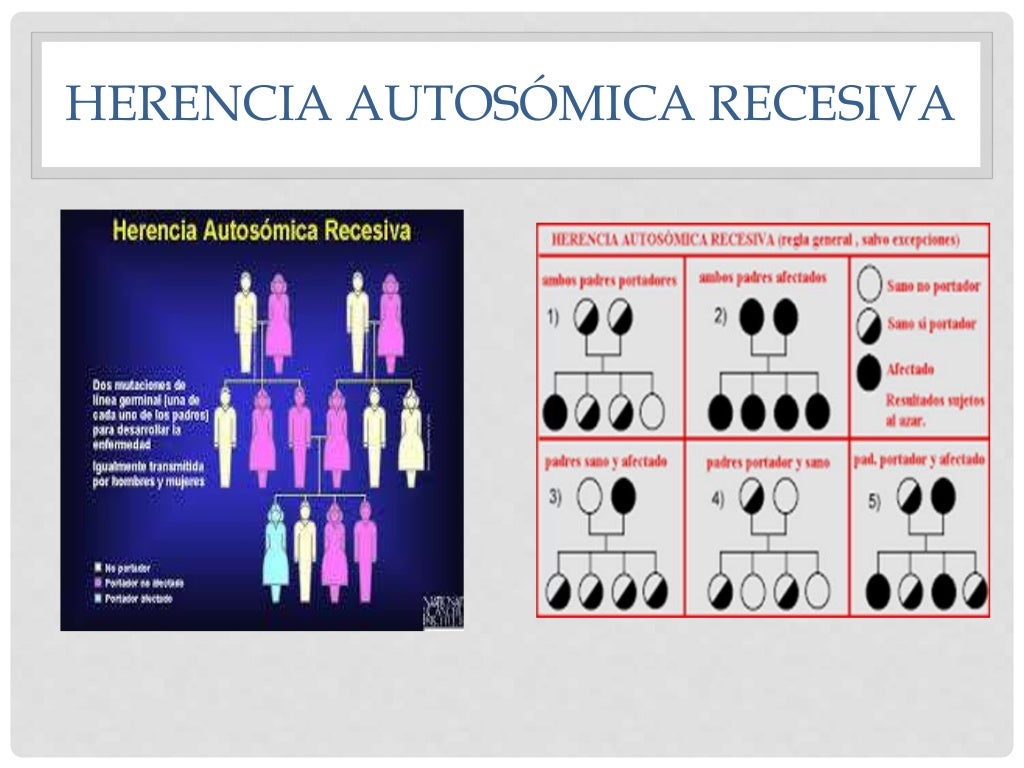 Herencia autosomica dominante y recesiva