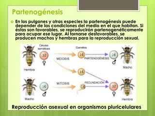 Herencia de genes y reproduccion sexual y asexual | PPSX