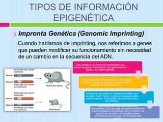 HERENCIA EPIGENÉTICA E IMPRONTA GENÓMICA | PPTX