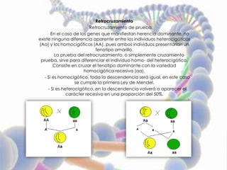 Herencia genética | PPTX