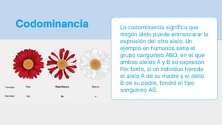 Herencia ligada al sexo, condominancia.pdf