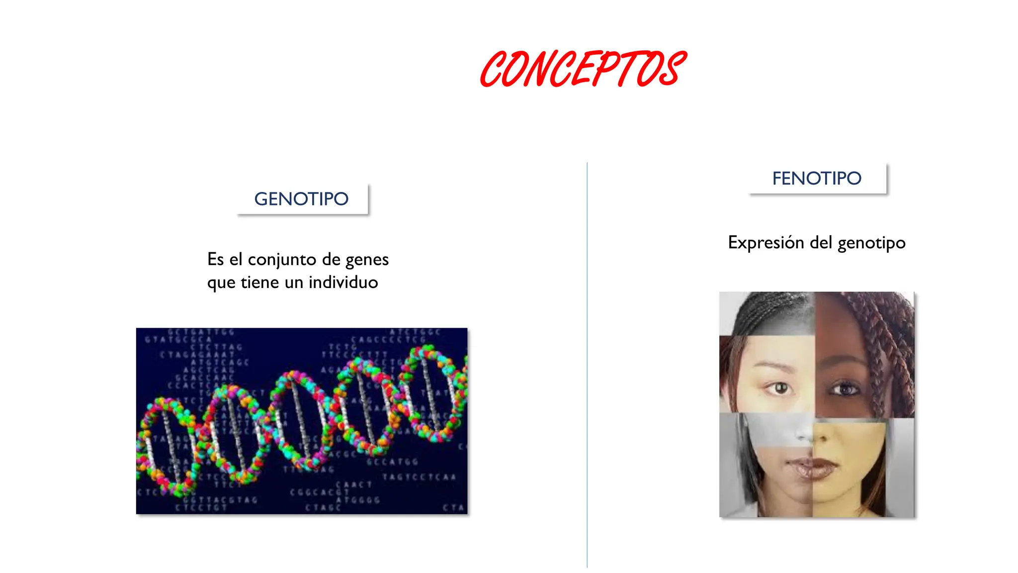 Herencia Mendeliana 4eso Genetica Pdff Ppt