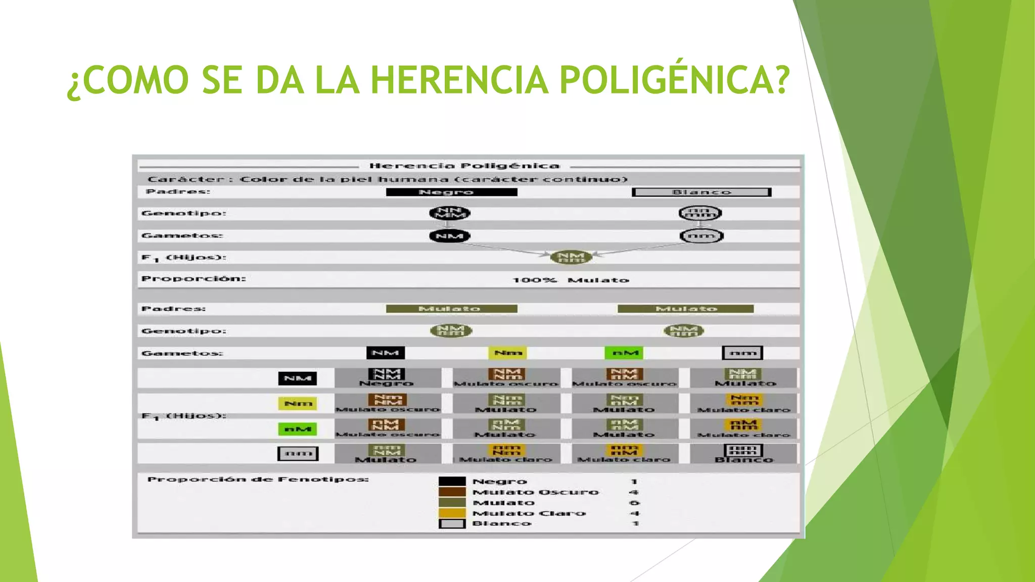Herencia poligenica | PPTX