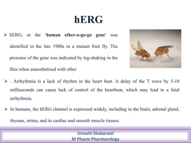 Herg assay,Structure, Various screening methods and Advantages | PPT