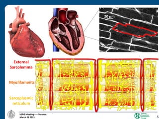 hERg Meeting Patologia 210315vfvfvfvfvfvf.pptx | Heart and ...