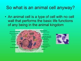 Hergoldeneyes Cellls | PPT | Biological Sciences | Science