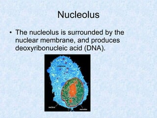 Hergoldeneyes Cellls | PPT | Biological Sciences | Science