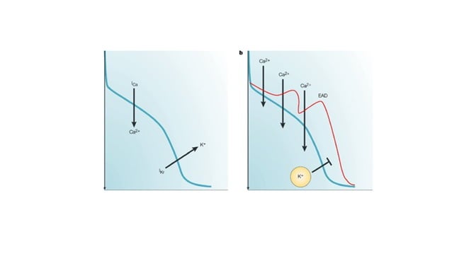 Herg safety assay | PPT