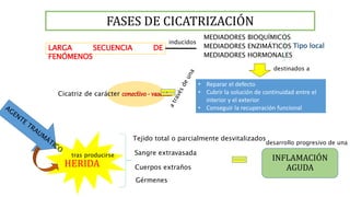 Heridas - Cicatrización | PPTX