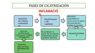 Heridas - Cicatrización | PPTX