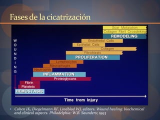 Heridas cicatrizacion y sutura | PDF