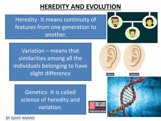 Heridity and evoloution | PPTX