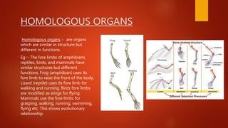 Heridity and evolution | PPTX