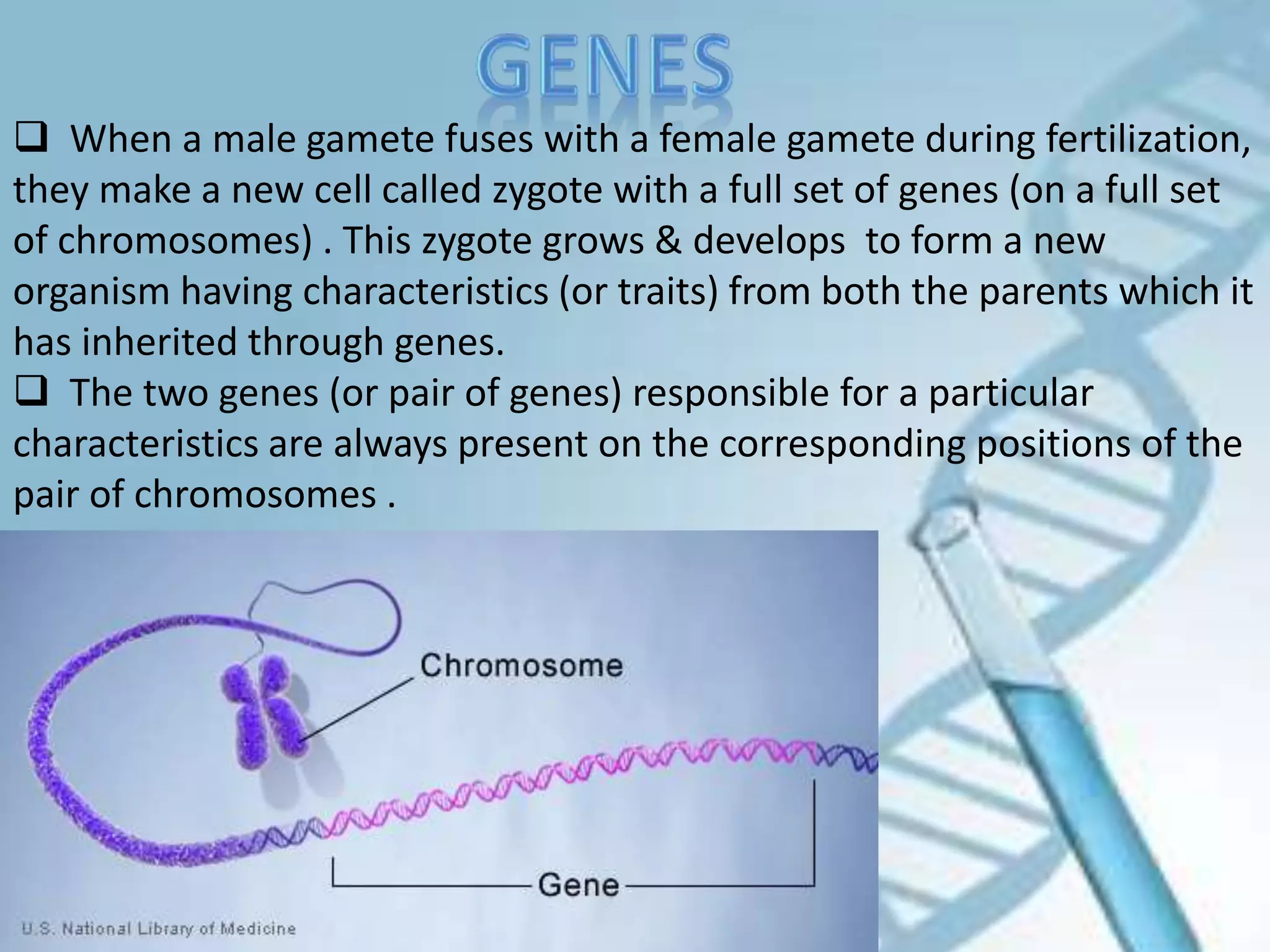 Heridity and Evolution - Biology Class 10 CBSE | PPSX