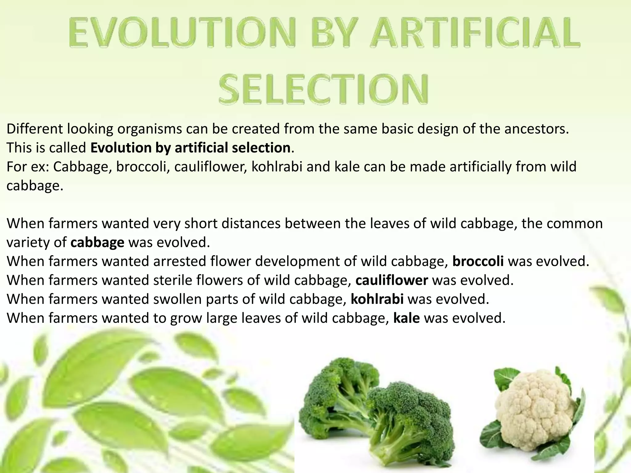 Heridity and Evolution - Biology Class 10 CBSE | PPSX