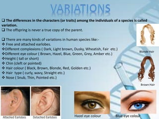 Heridity and Evolution - Biology Class 10 CBSE | PPSX