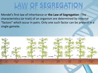 Heridity and Evolution - Biology Class 10 CBSE | PPSX