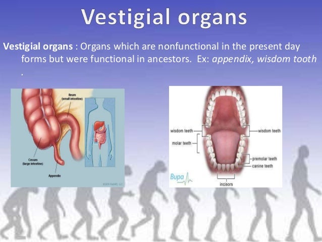 Heridity and Evolution - Biology Class 10 CBSE