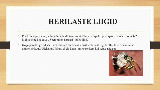 Herilaste liigid | PPTX