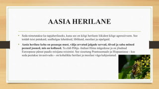 Herilaste liigid | PPTX