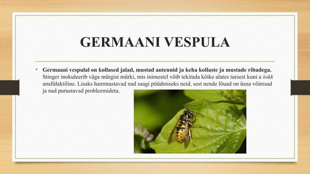 Herilaste liigid | PPTX