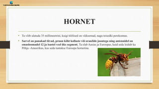 Herilaste liigid | PPTX