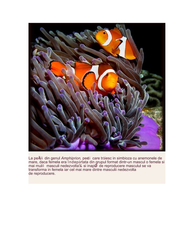 Hermafroditismul si inversiunea sexuala | DOC