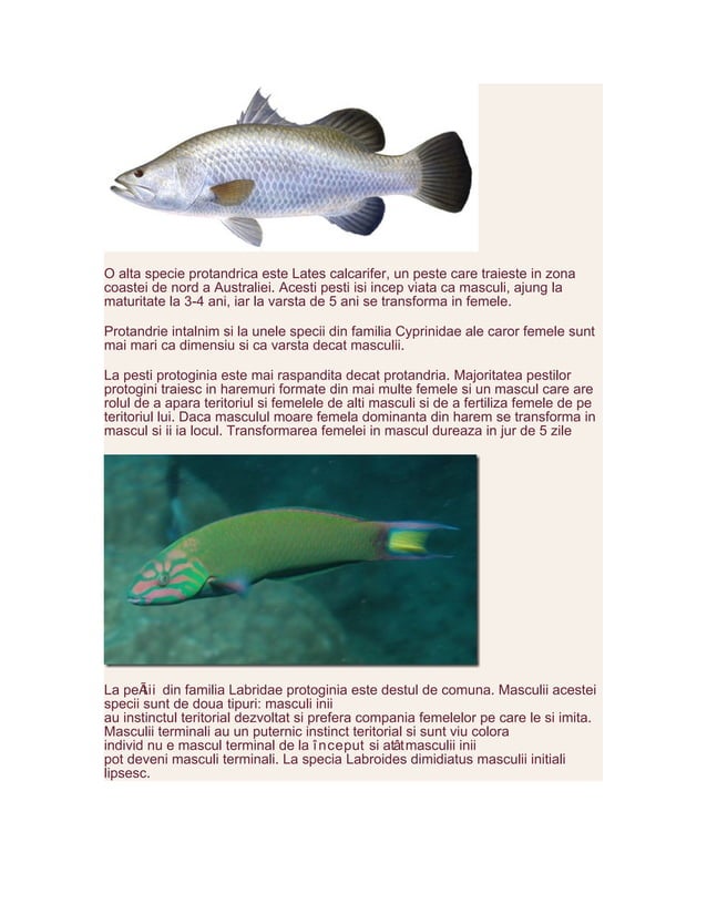 Hermafroditismul si inversiunea sexuala | DOC