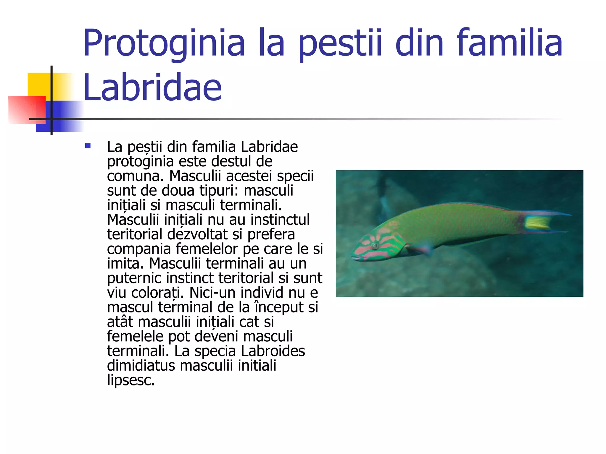 Hermafroditismul si inversiunea sexuala | PPT