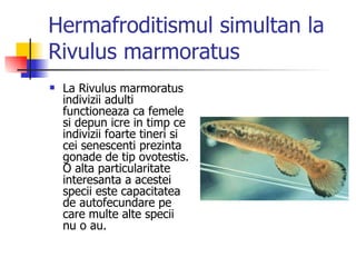 Hermafroditismul si inversiunea sexuala | PPT
