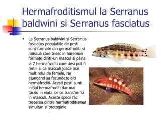 Hermafroditismul si inversiunea sexuala | PPT