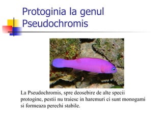 Hermafroditismul si inversiunea sexuala | PPT
